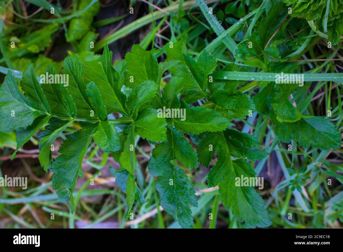 Edible and Medicinal Wild Herbs: Parsnip, growing near a river Stock ...