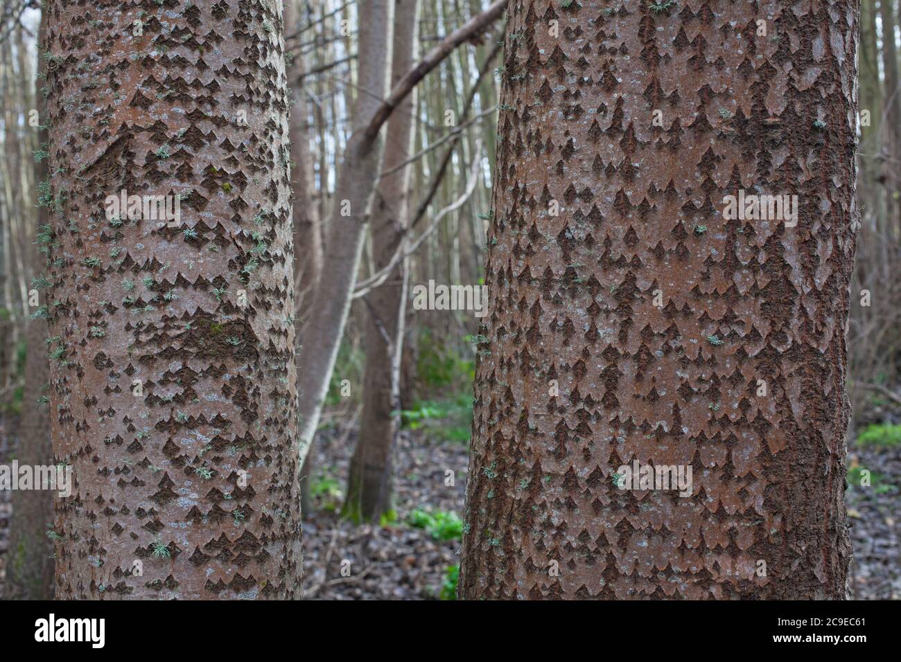 White Poplar (Populus alba) distinctive diamond pattern on the bark ...