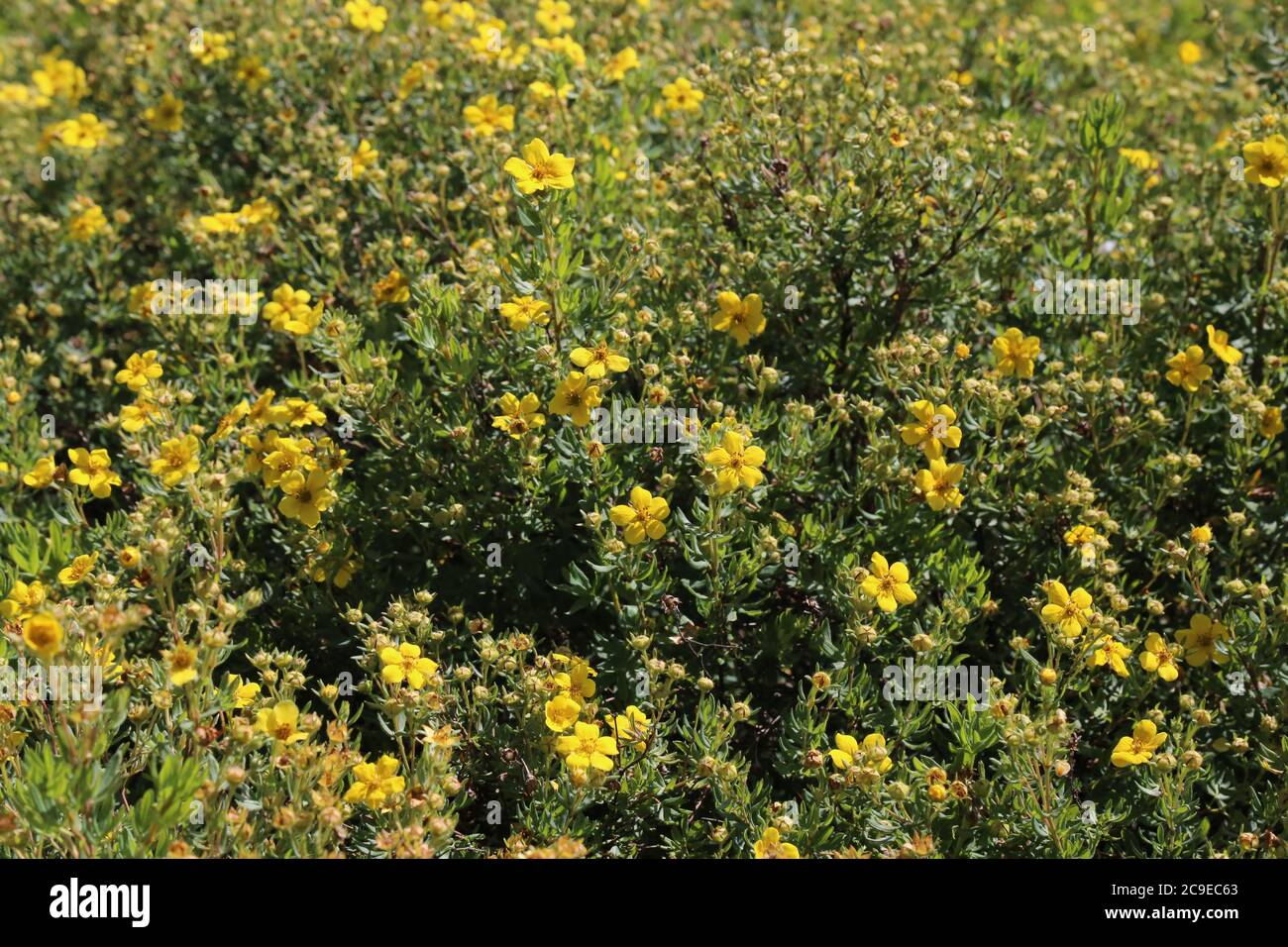 Potentilla fruticosa - Wild plant shot in summer Stock Photo - Alamy