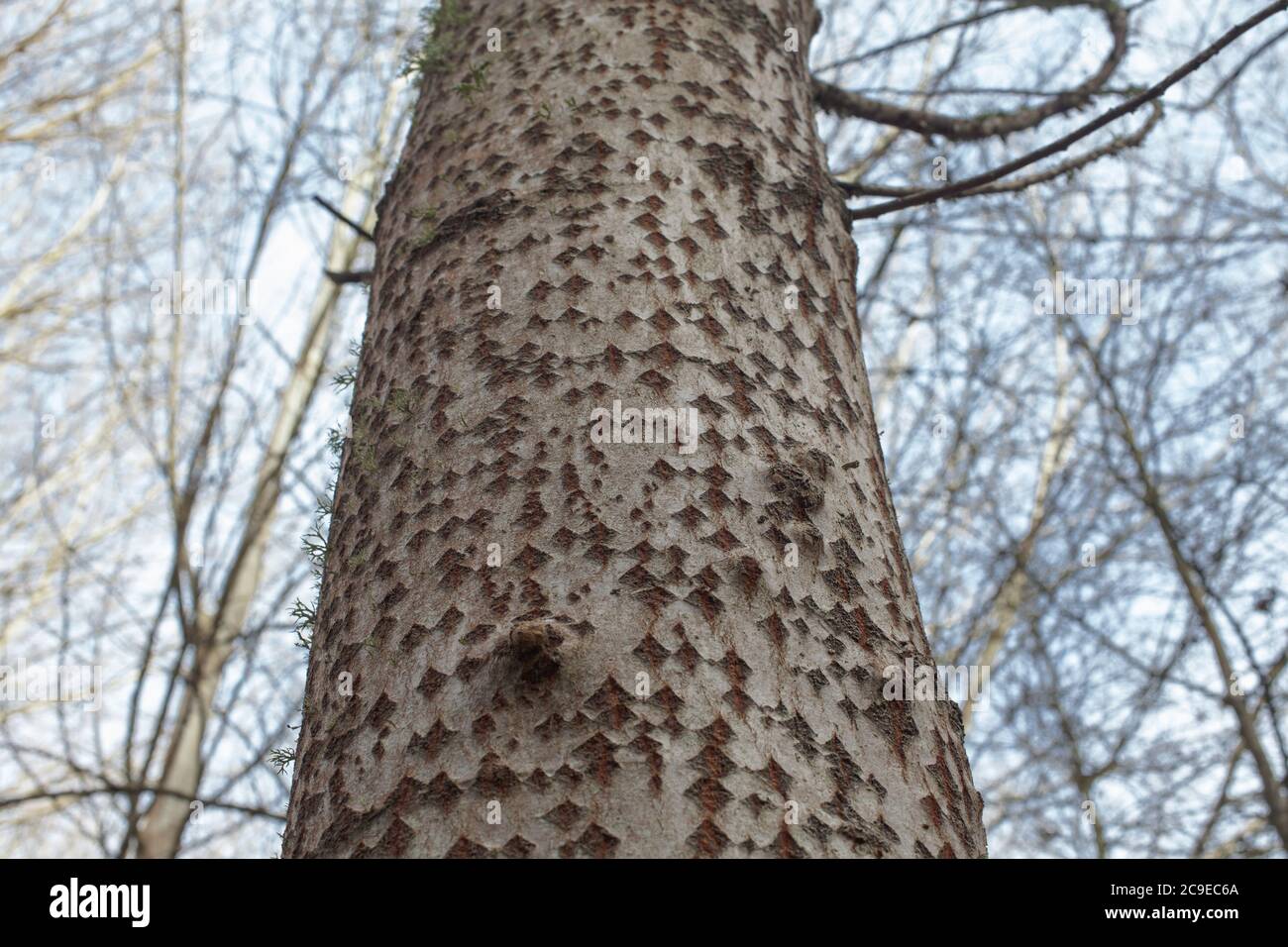 White Poplar (Populus alba) distinctive diamond pattern on the bark ...