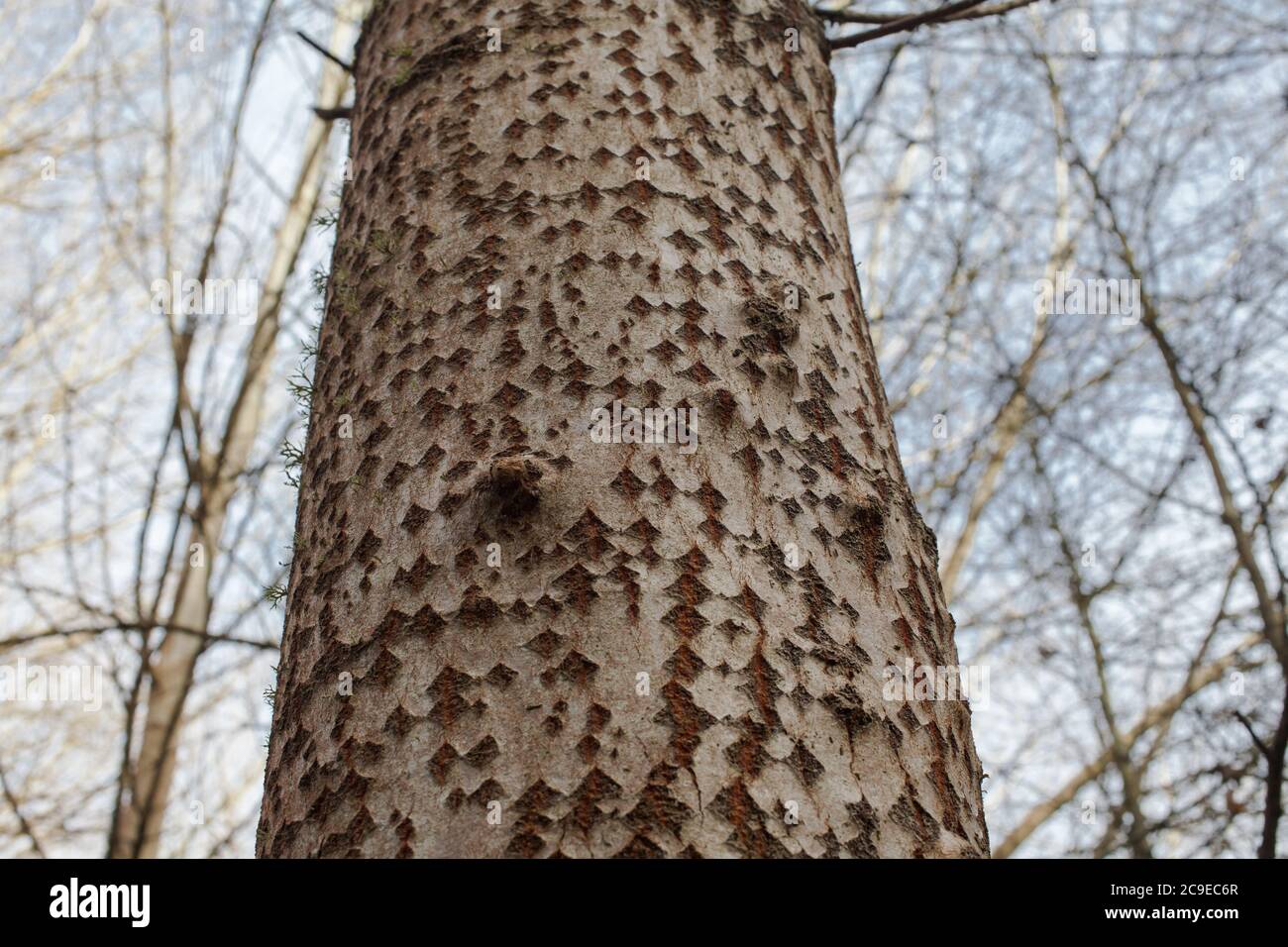 White Poplar (Populus alba) distinctive diamond pattern on the bark ...
