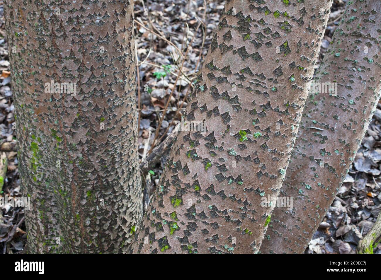 White Poplar (Populus alba) distinctive diamond pattern on the bark ...