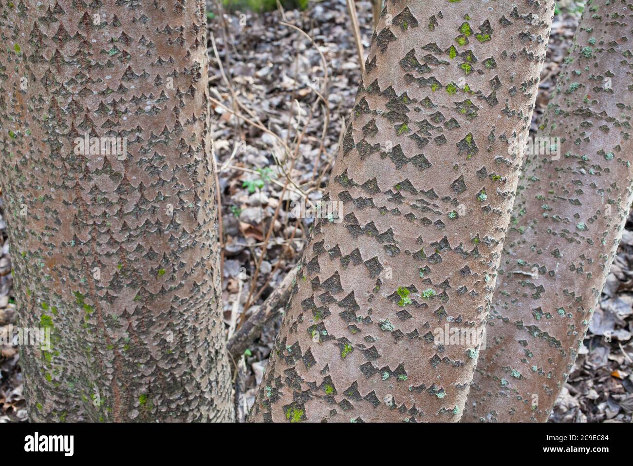 White Poplar (Populus alba) distinctive diamond pattern on the bark ...