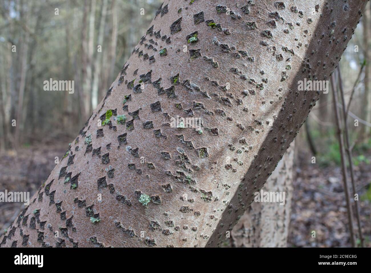 White Poplar (Populus alba) distinctive diamond pattern on the bark ...