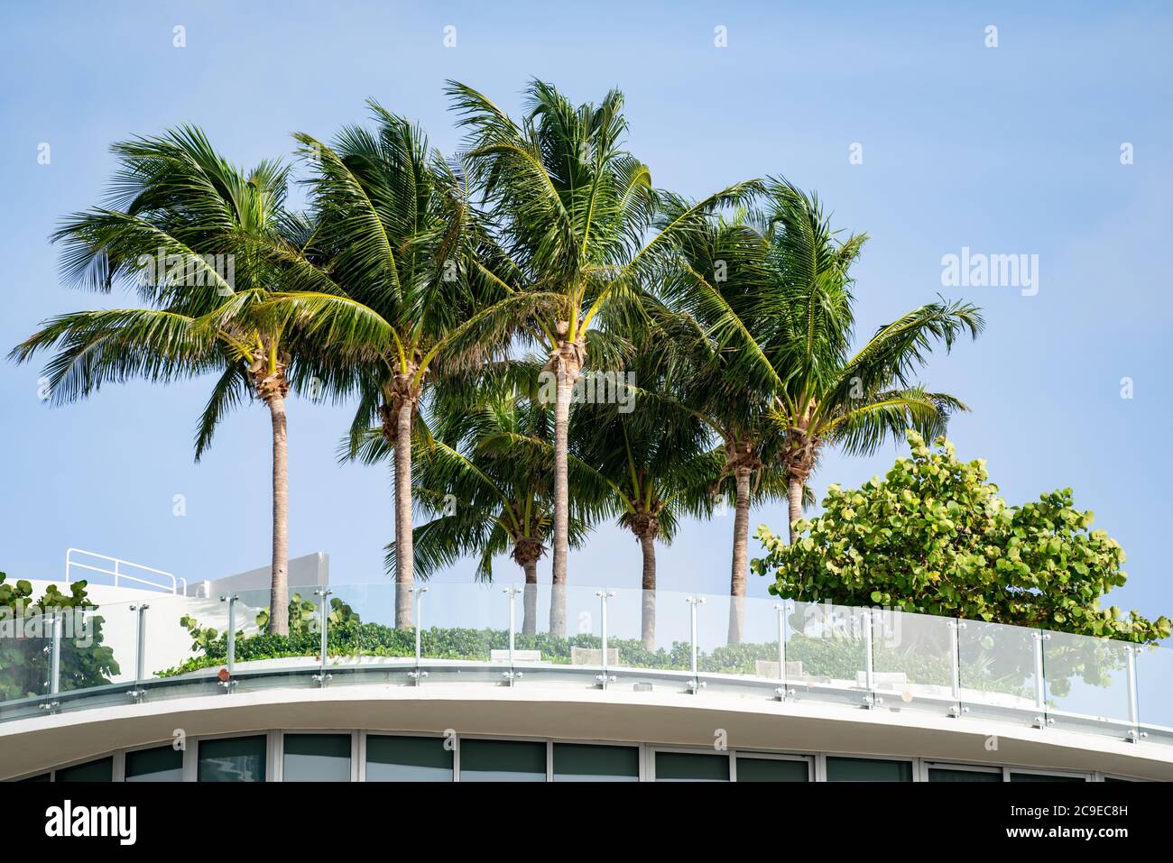 Photo of palm trees on a building pool deck Miami scene Stock Photo - Alamy