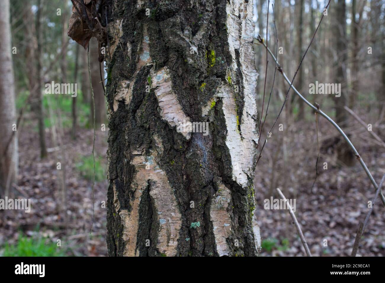 Silver Birch (Betula pendula). Woodland sights: trees; bark; roots ...