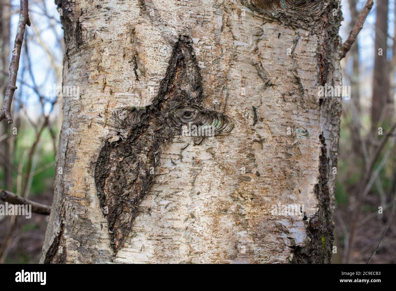 Silver Birch (Betula pendula). Woodland sights: trees; bark; roots ...