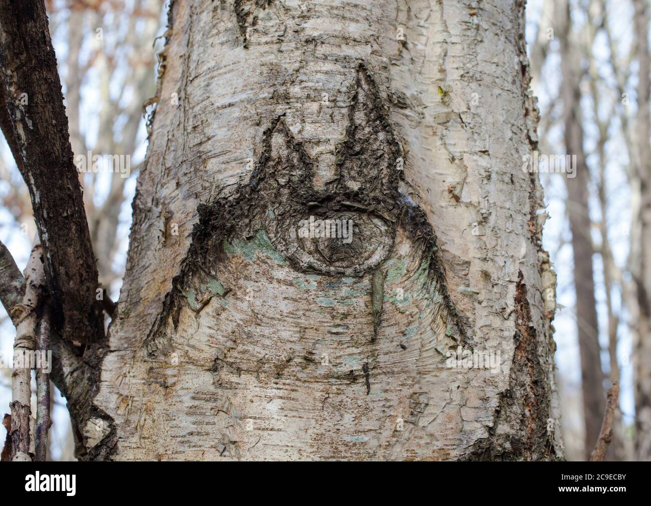 Silver Birch (Betula pendula). Woodland sights: trees; bark; roots ...