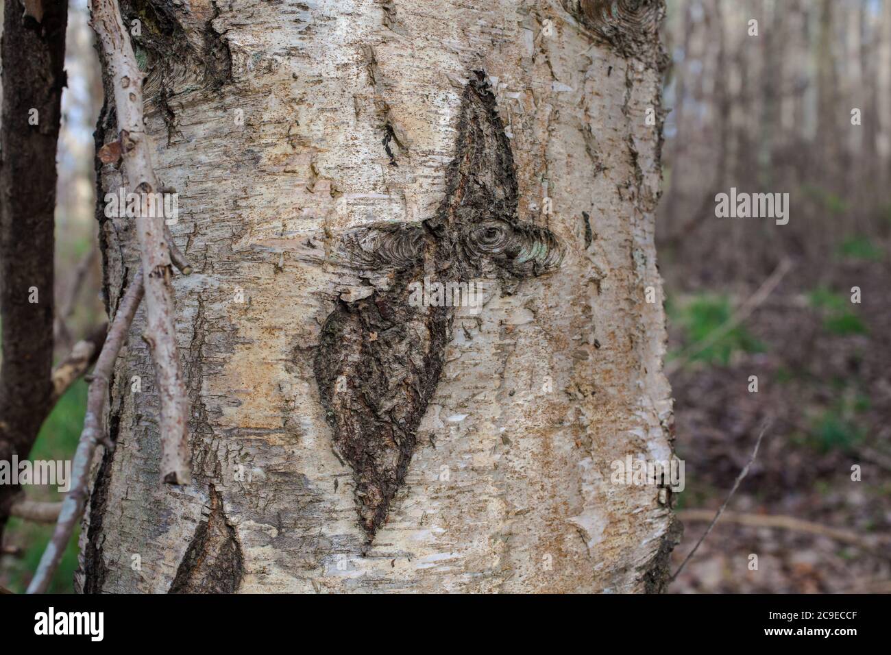 Silver Birch (Betula pendula). Woodland sights: trees; bark; roots ...