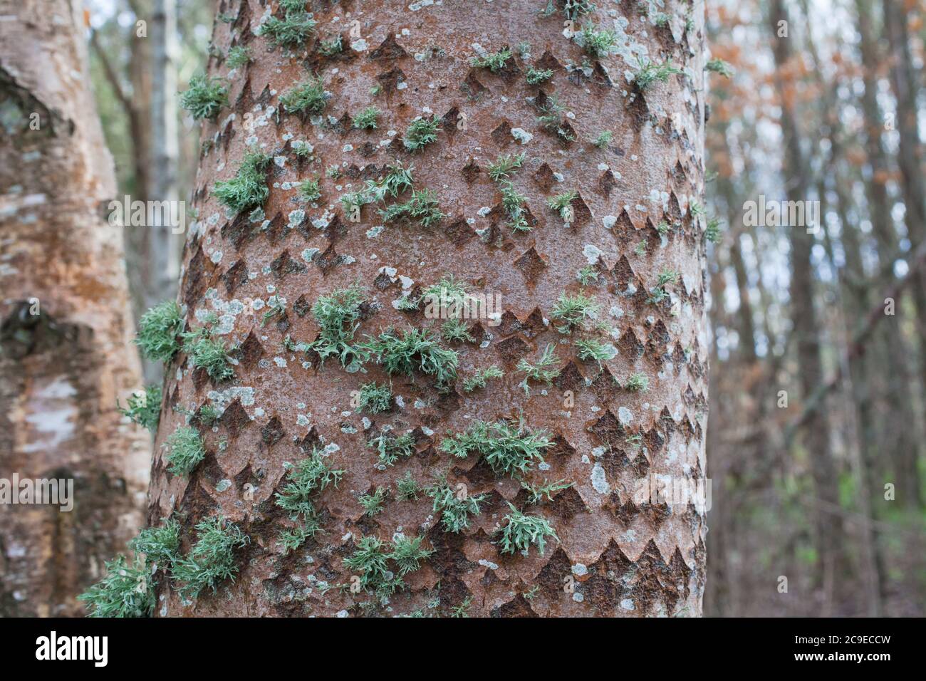 White Poplar (Populus alba) distinctive diamond pattern on the bark ...