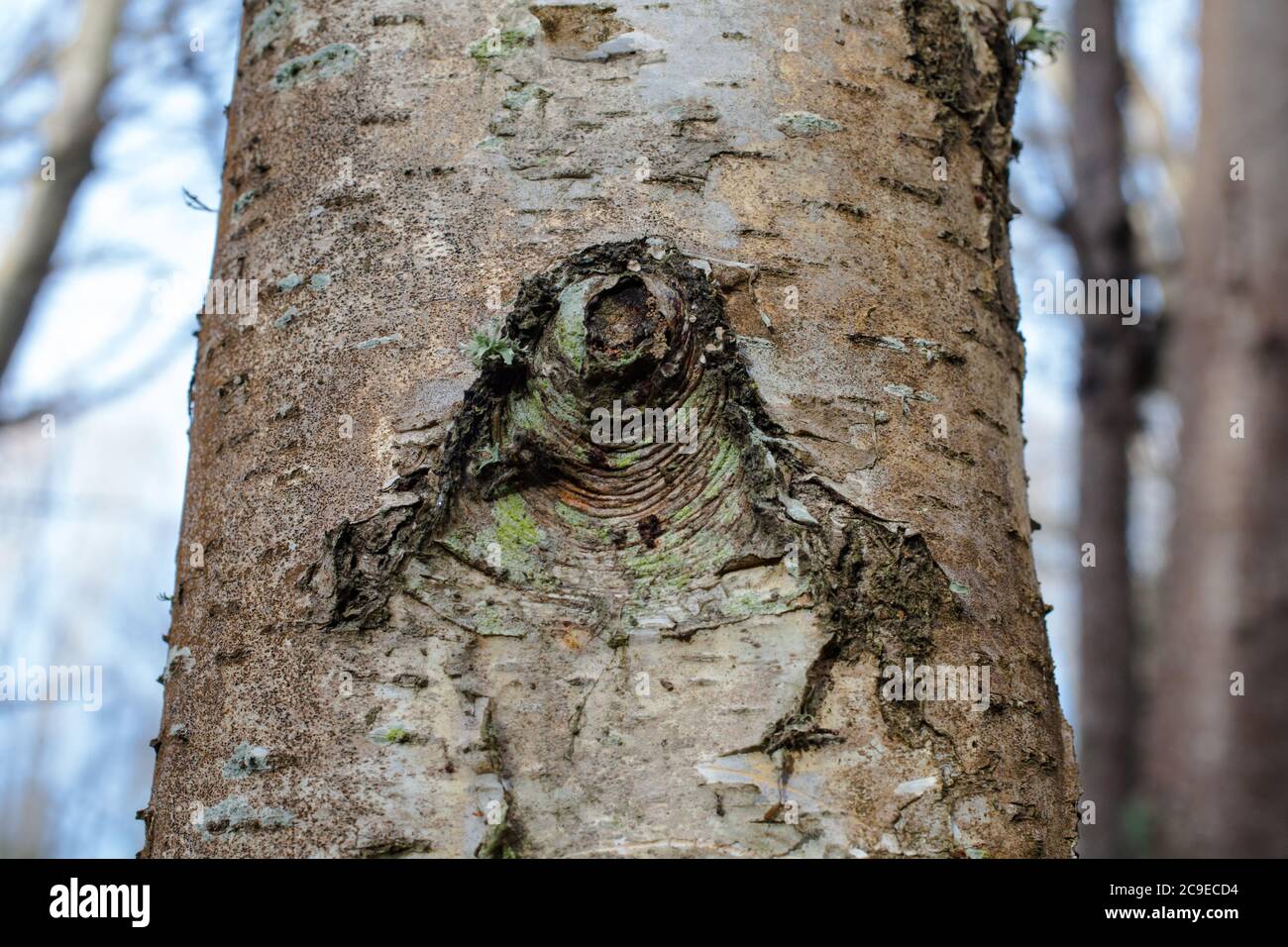 Silver Birch (Betula pendula). Woodland sights: trees; bark; roots ...