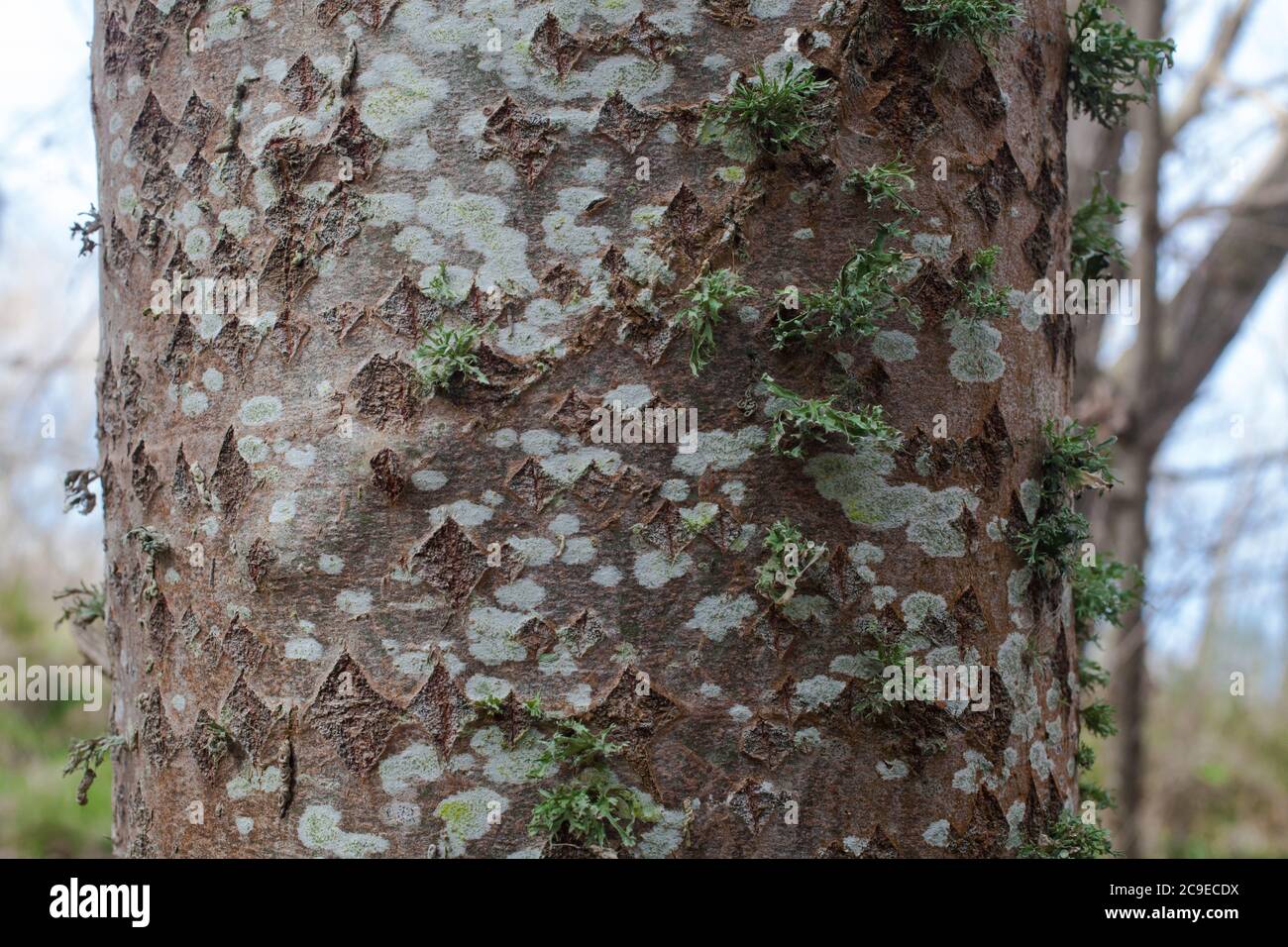 Woodland sights: trees; bark; roots; texture Stock Photo - Alamy