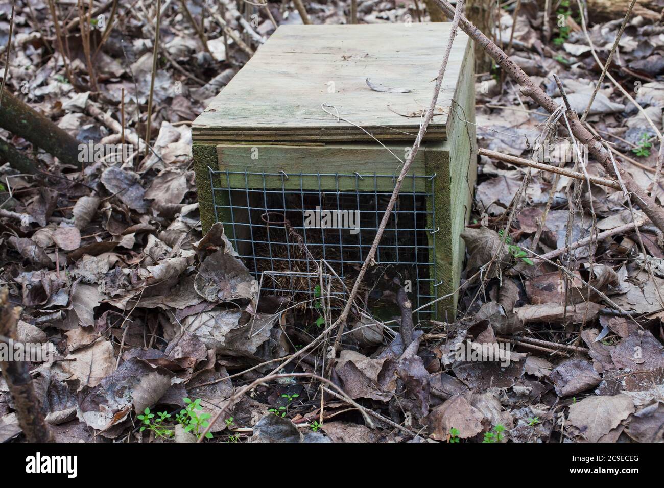 Traps for pest control in a local woodland. These traps are catching ...