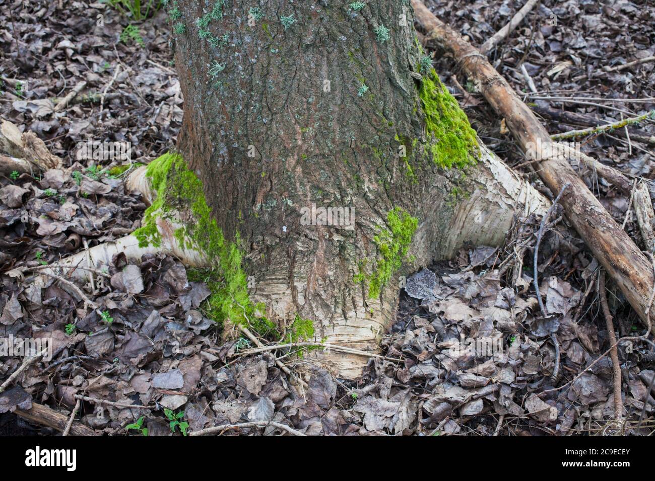 Woodland sights: trees; bark; roots; texture Stock Photo - Alamy