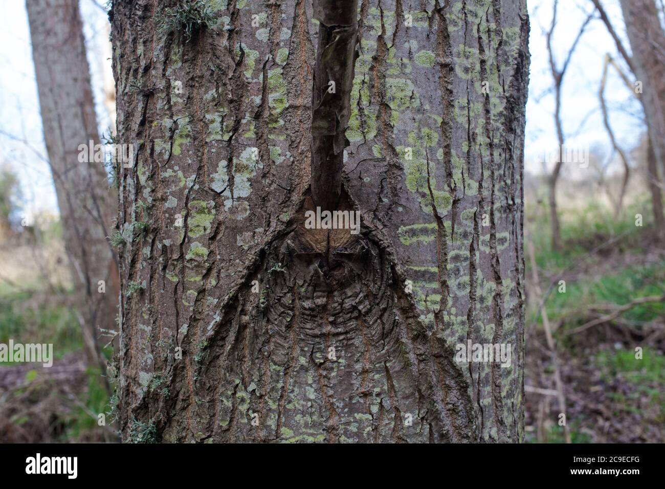 Woodland sights: trees; bark; roots; texture Stock Photo - Alamy