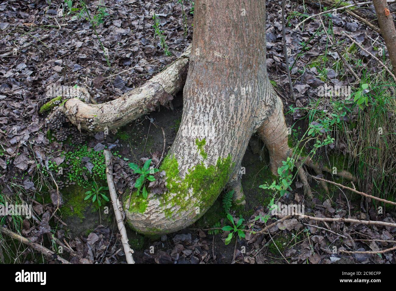 Woodland sights: trees; bark; roots; texture Stock Photo - Alamy