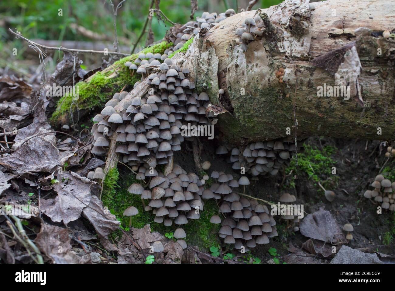 A Look at life in New Zealand. Foraging for Wonderful Winter Fungi ...