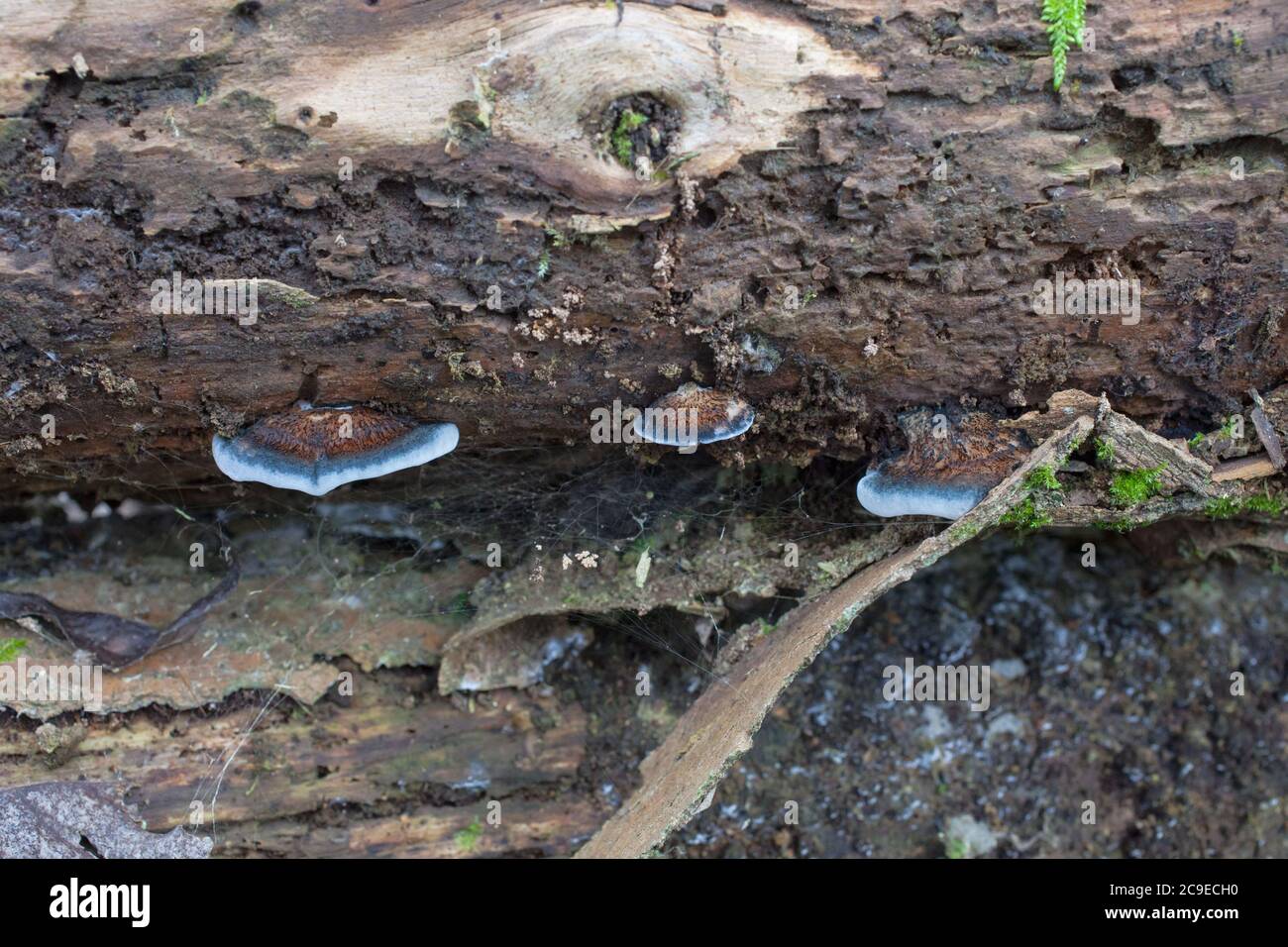 Wonderful Winter Fungi: Polypores: Bracket Fungus Stock Photo - Alamy