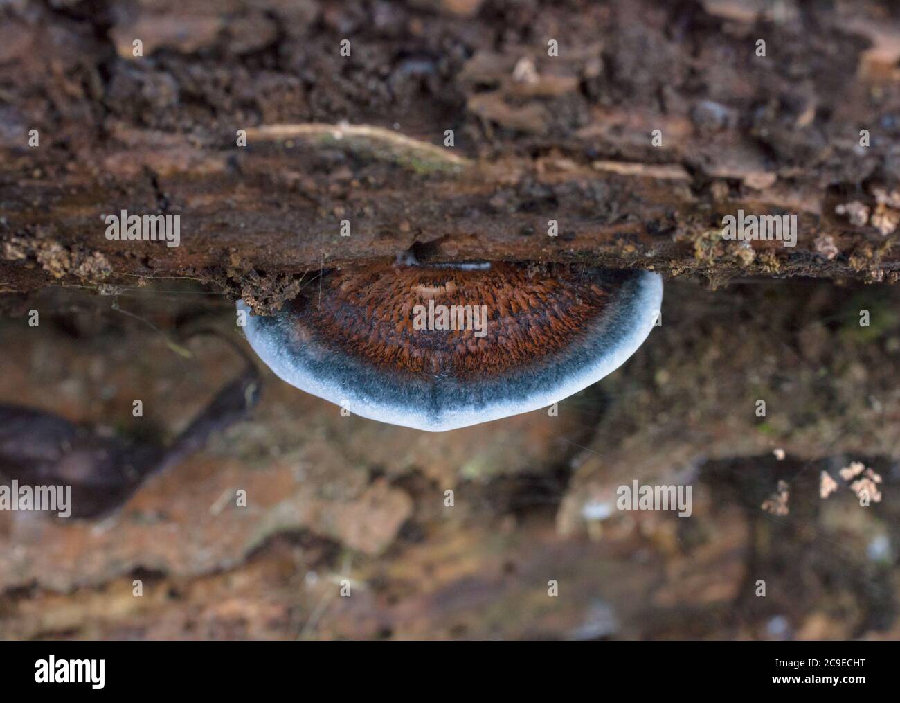 Wonderful Winter Fungi: Polypores: Bracket Fungus Stock Photo - Alamy