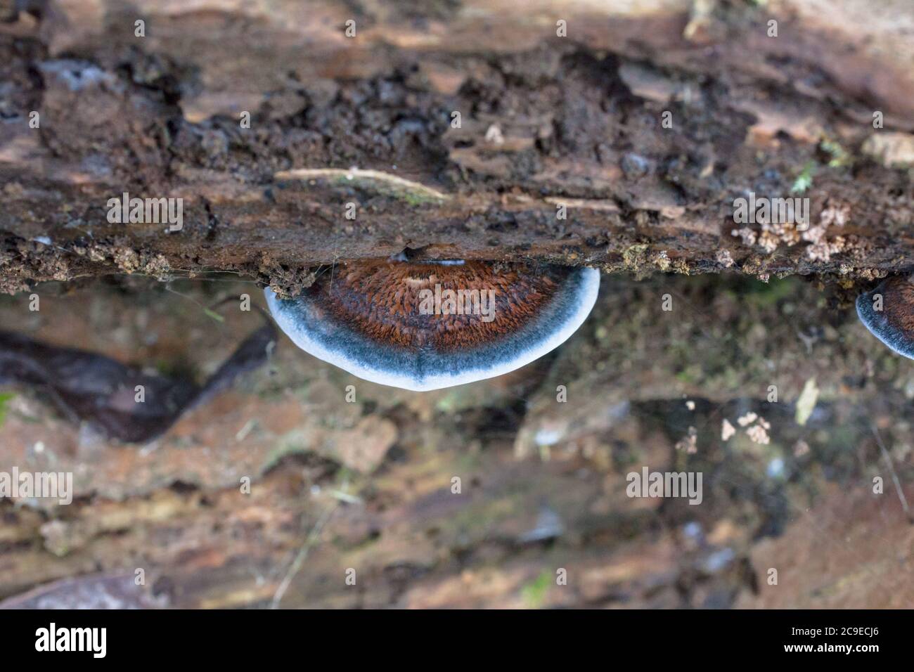 Blue bracket fungi hi-res stock photography and images - Alamy