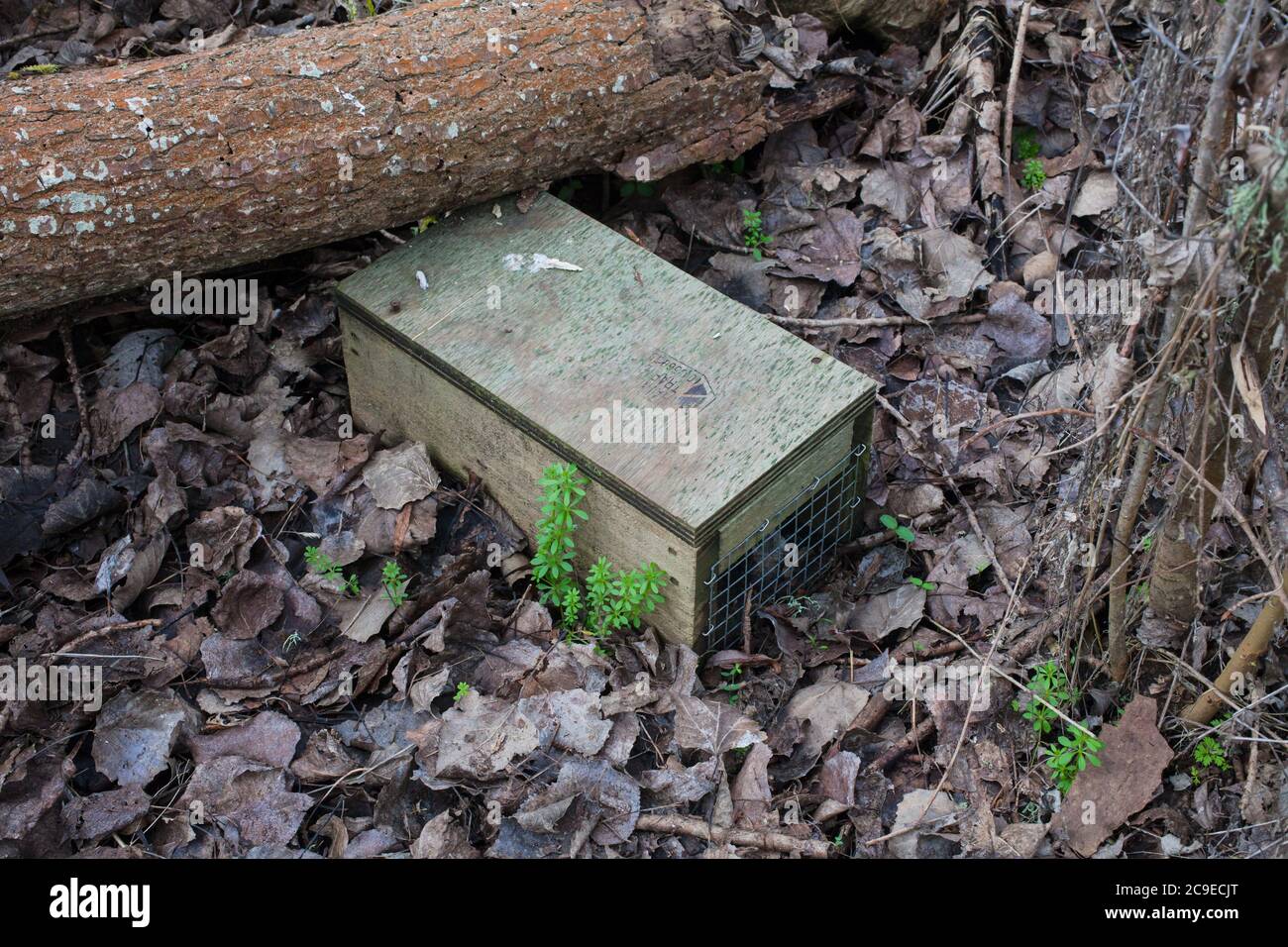A look at New Zealand. Traps for pest control in a local woodland ...