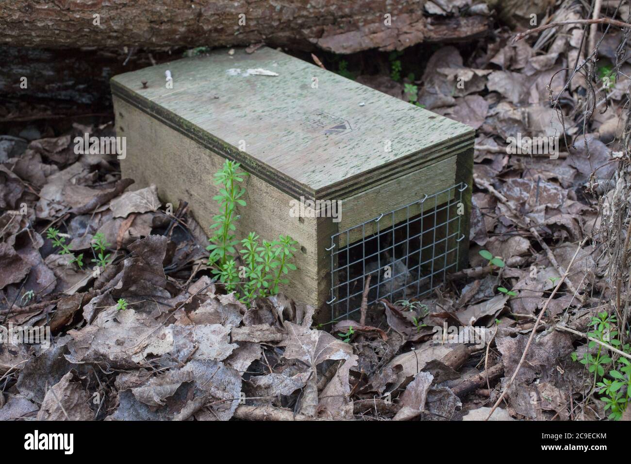 A look at New Zealand. Traps for pest control in a local woodland ...