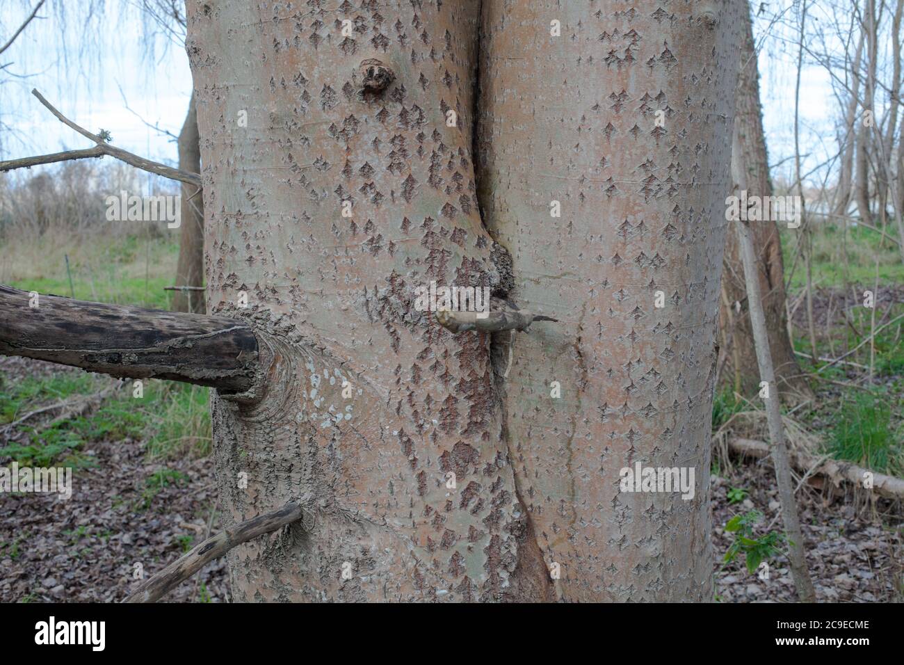 White Poplar (Populus alba) distinctive diamond pattern on the bark ...