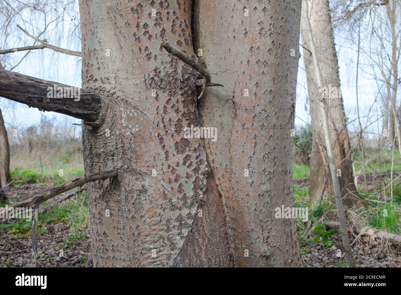 White Poplar (Populus alba) distinctive diamond pattern on the bark ...