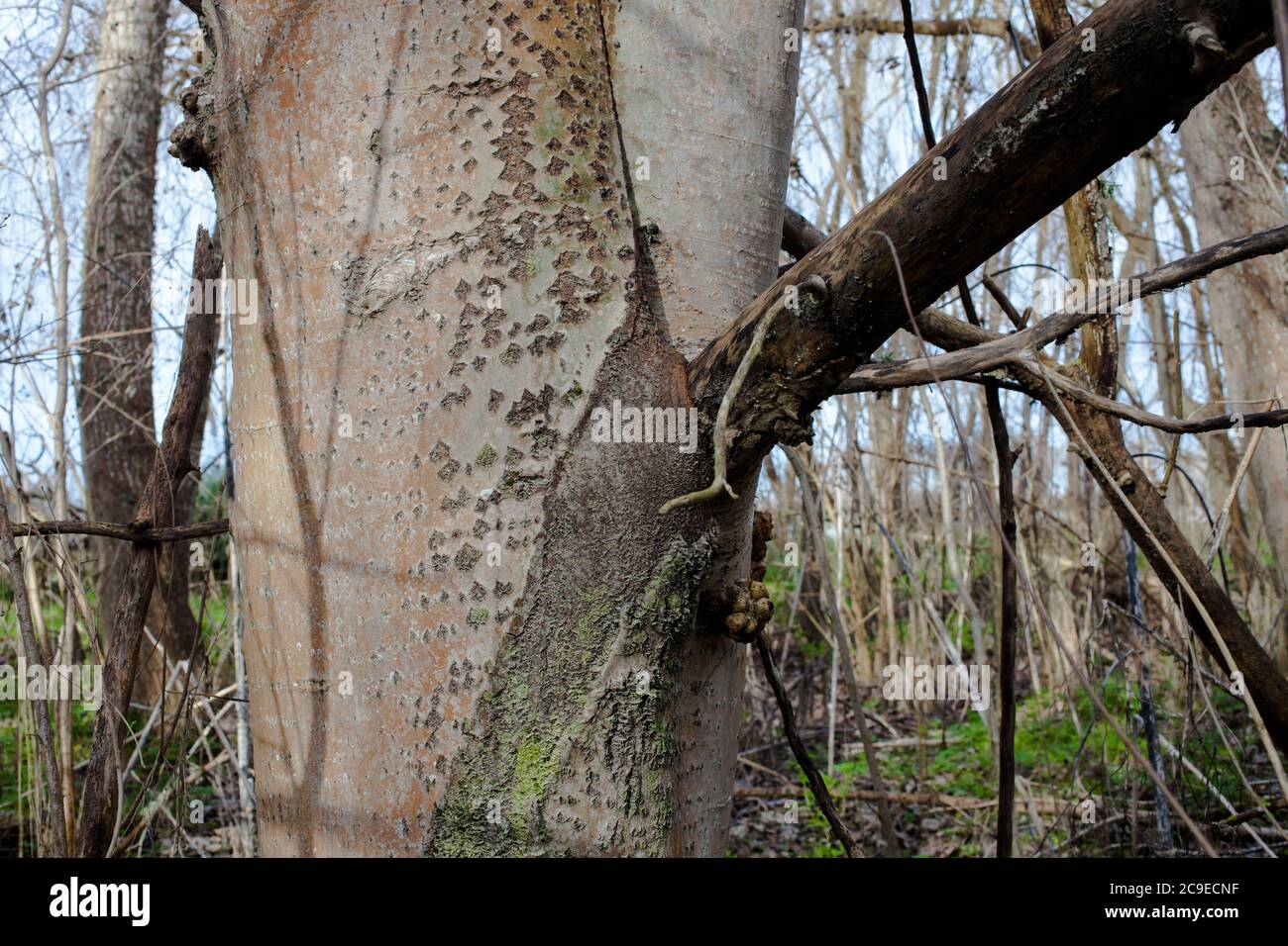 White Poplar (Populus alba) distinctive diamond pattern on the bark ...
