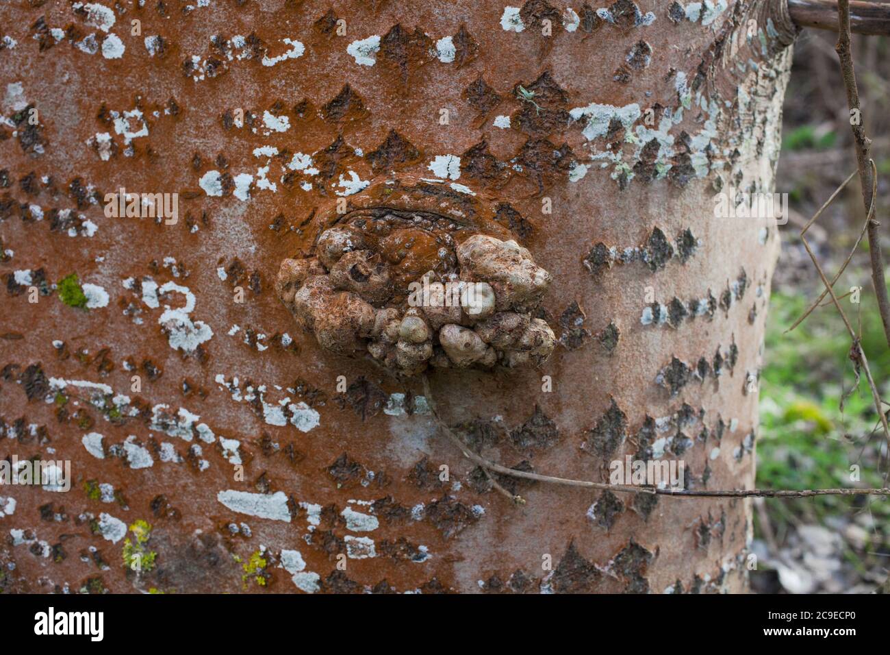 White Poplar (Populus alba) distinctive diamond pattern on the bark ...