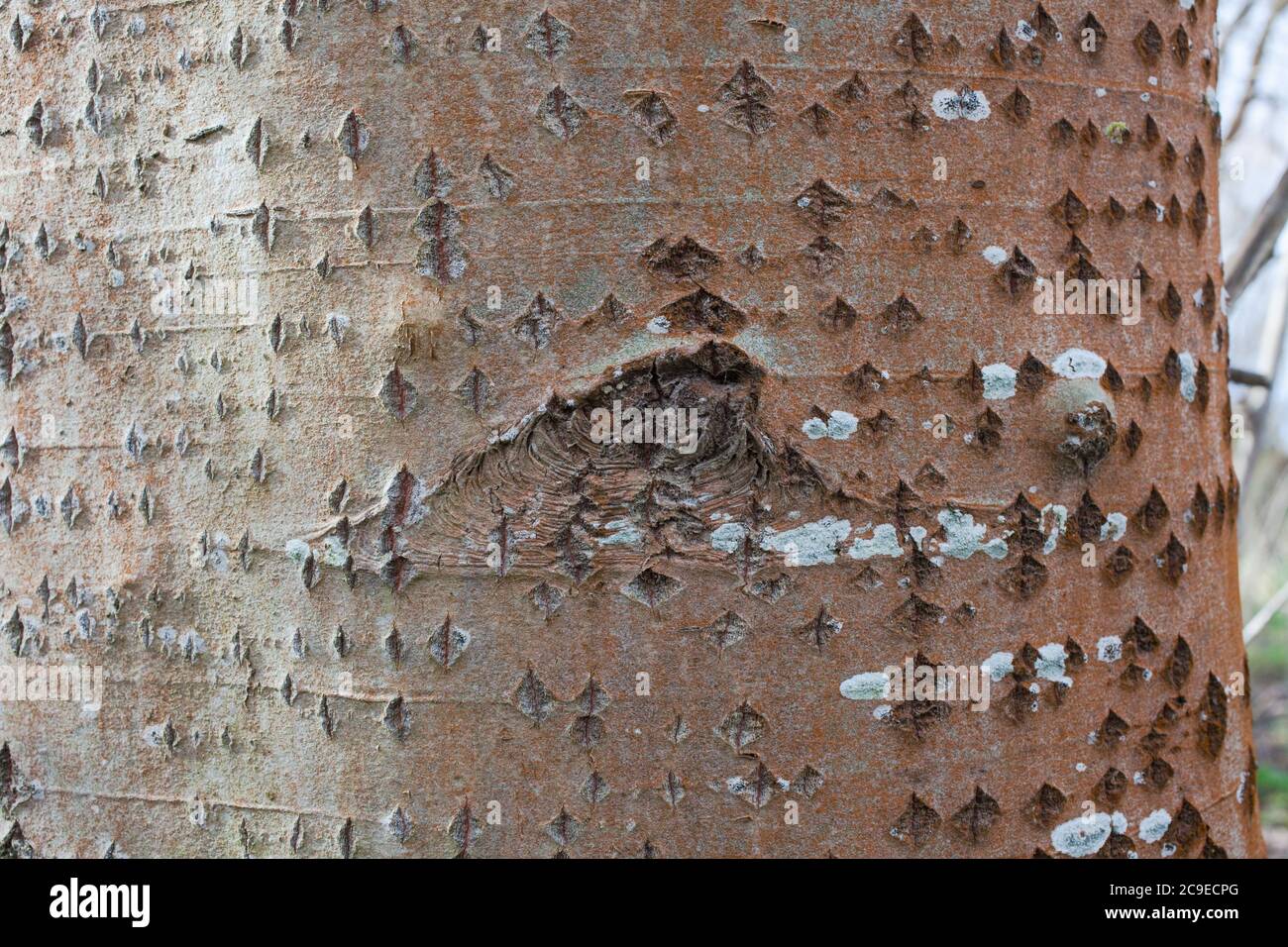 White Poplar (Populus alba) distinctive diamond pattern on the bark ...