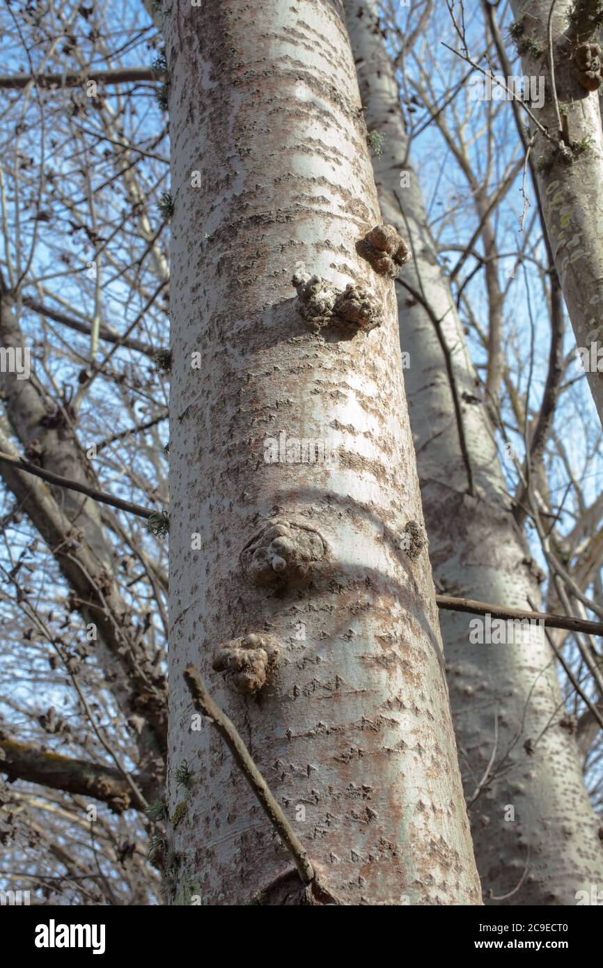White Poplar (Populus alba) distinctive diamond pattern on the bark ...