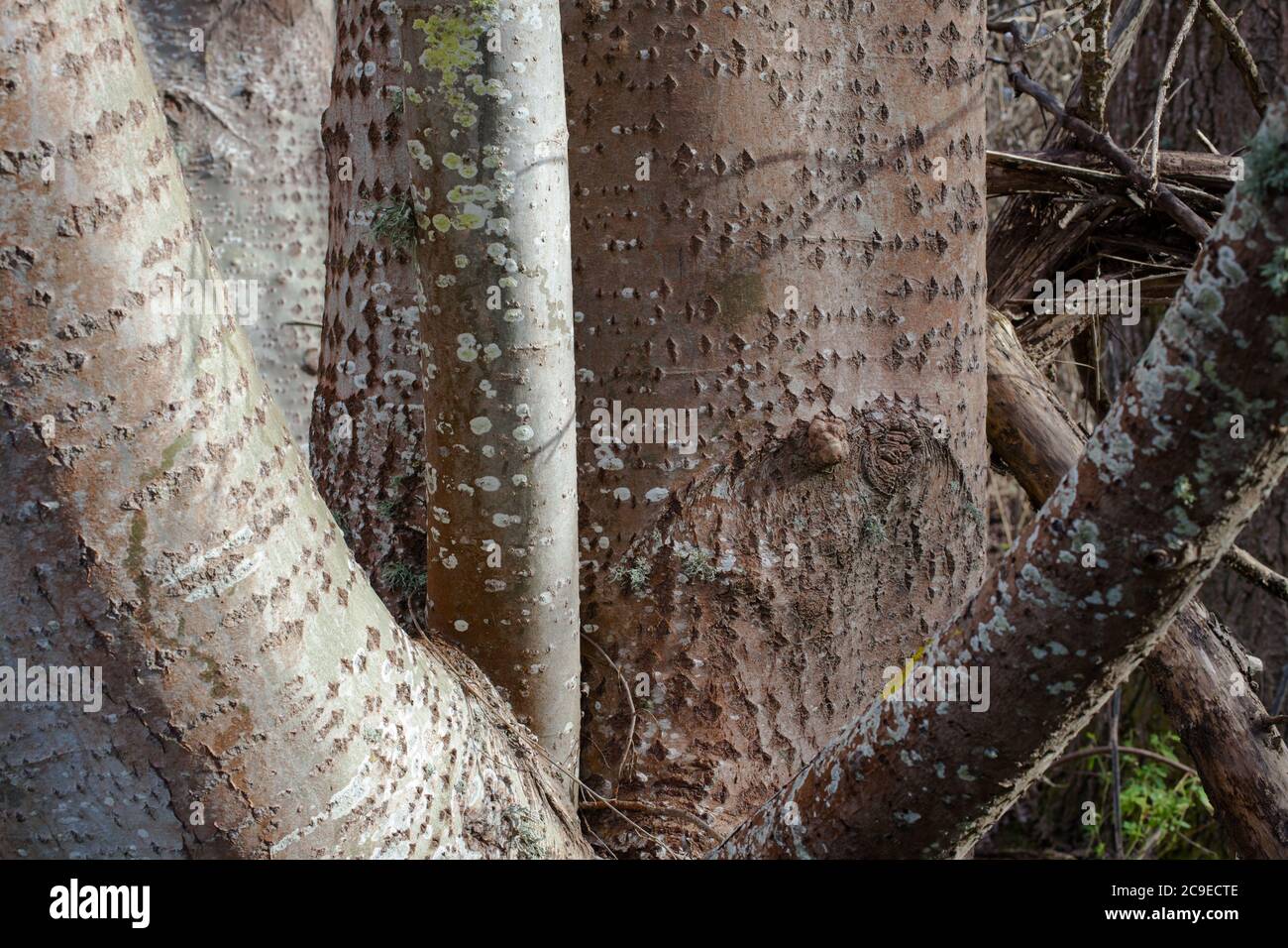 White Poplar (Populus alba) distinctive diamond pattern on the bark ...