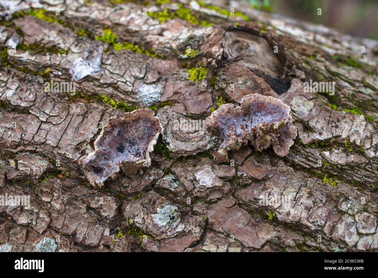 Woodland sights: trees; bark; roots; texture Stock Photo - Alamy