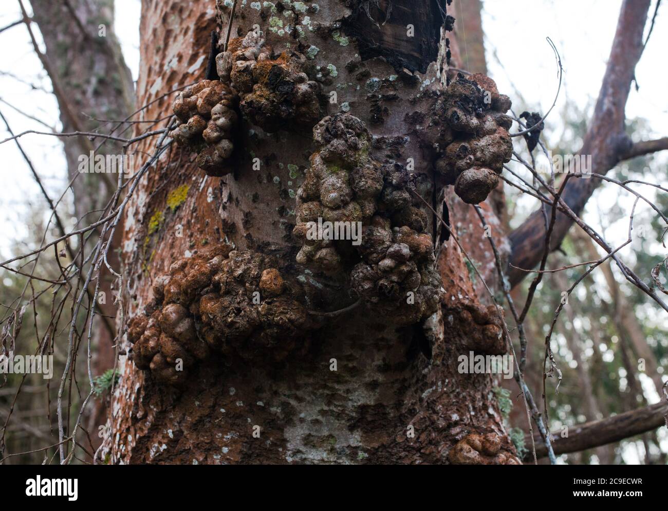 Woodland sights: trees; bark; roots; texture Stock Photo - Alamy