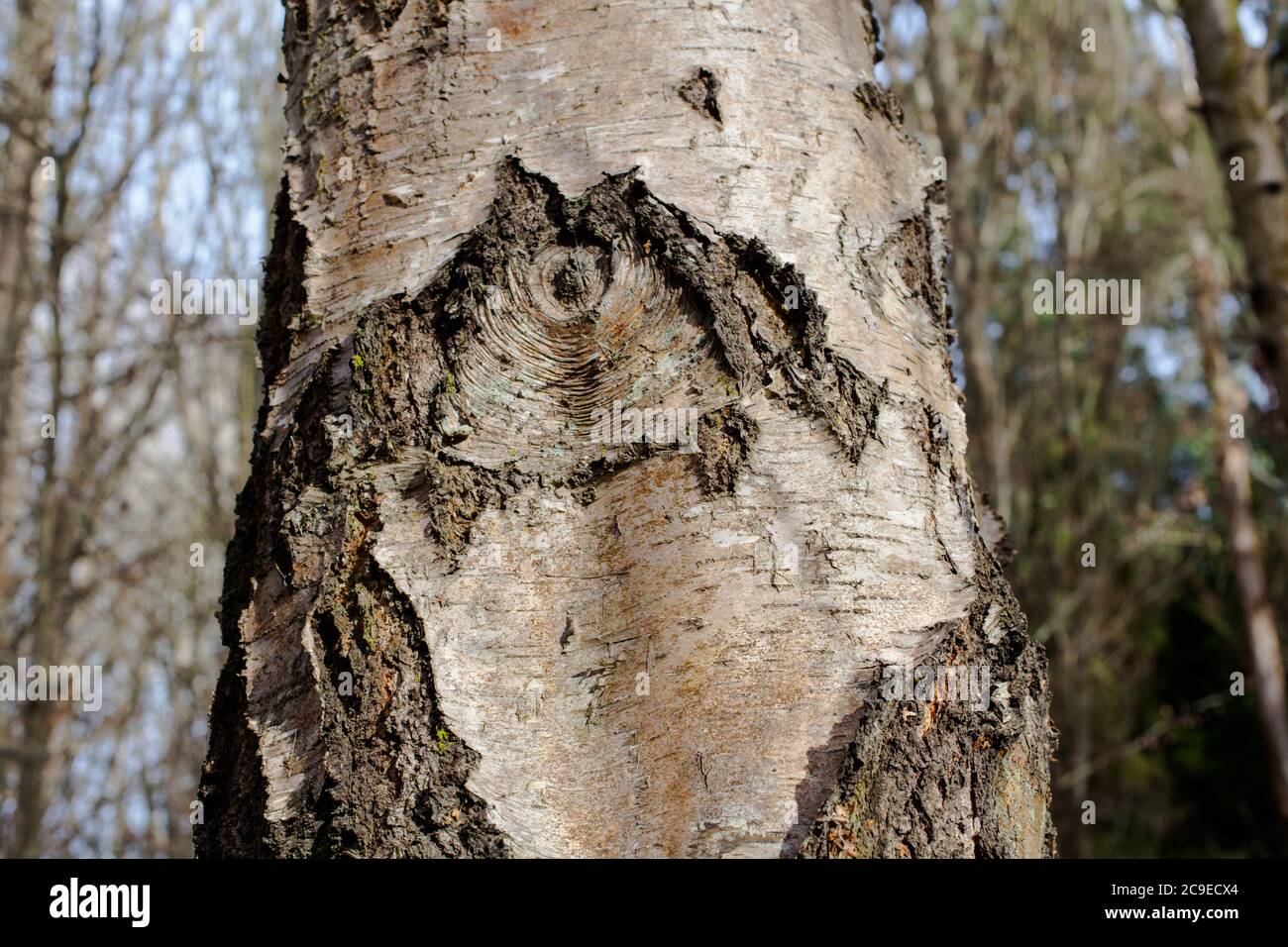 Silver Birch (Betula pendula). Woodland sights: trees; bark; roots ...