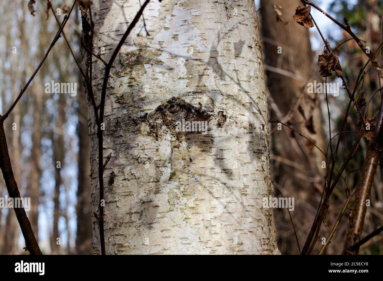 Silver Birch (Betula pendula). Woodland sights: trees; bark; roots ...