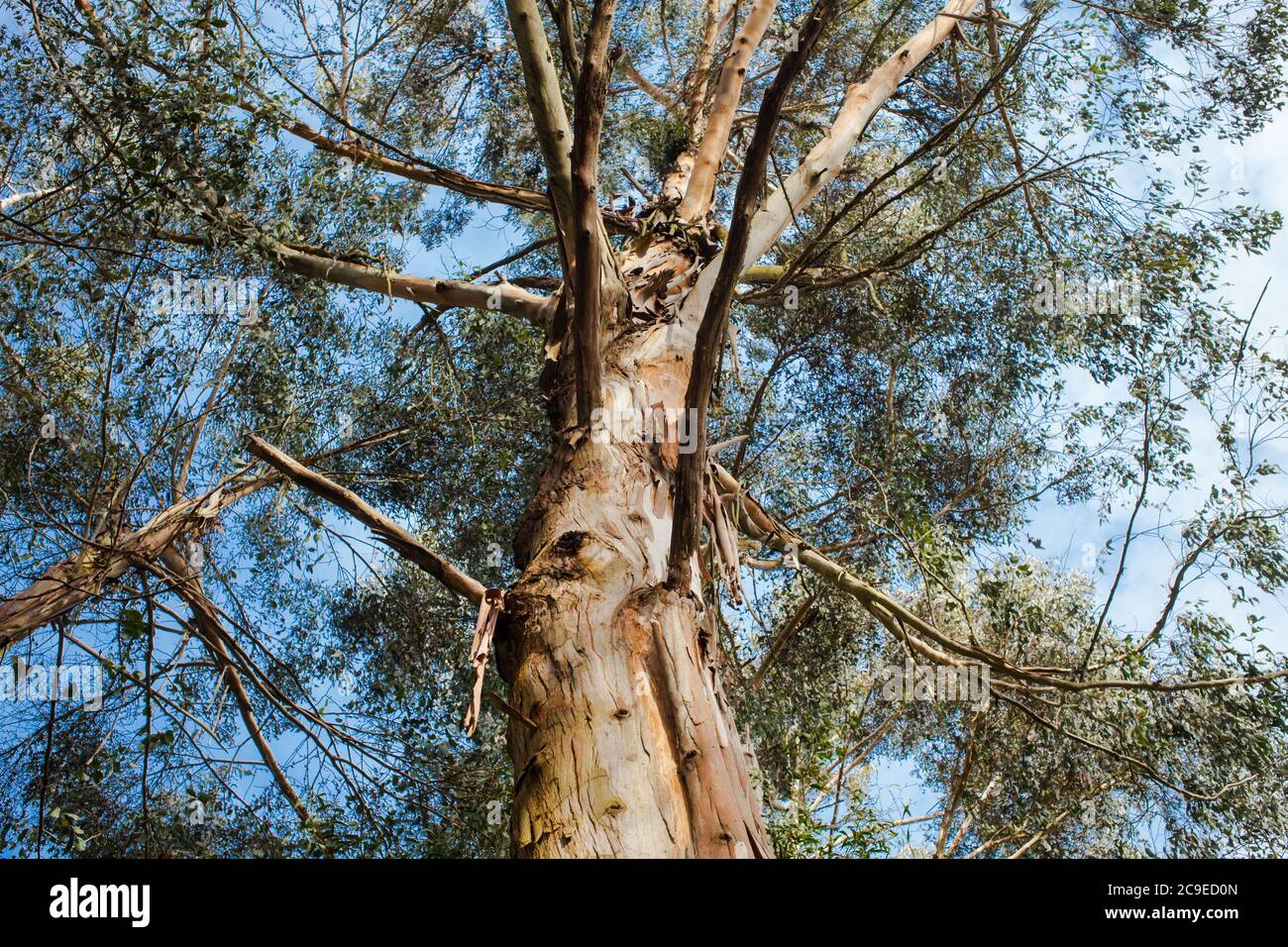 Woodland sights: trees; bark; roots; texture Stock Photo - Alamy