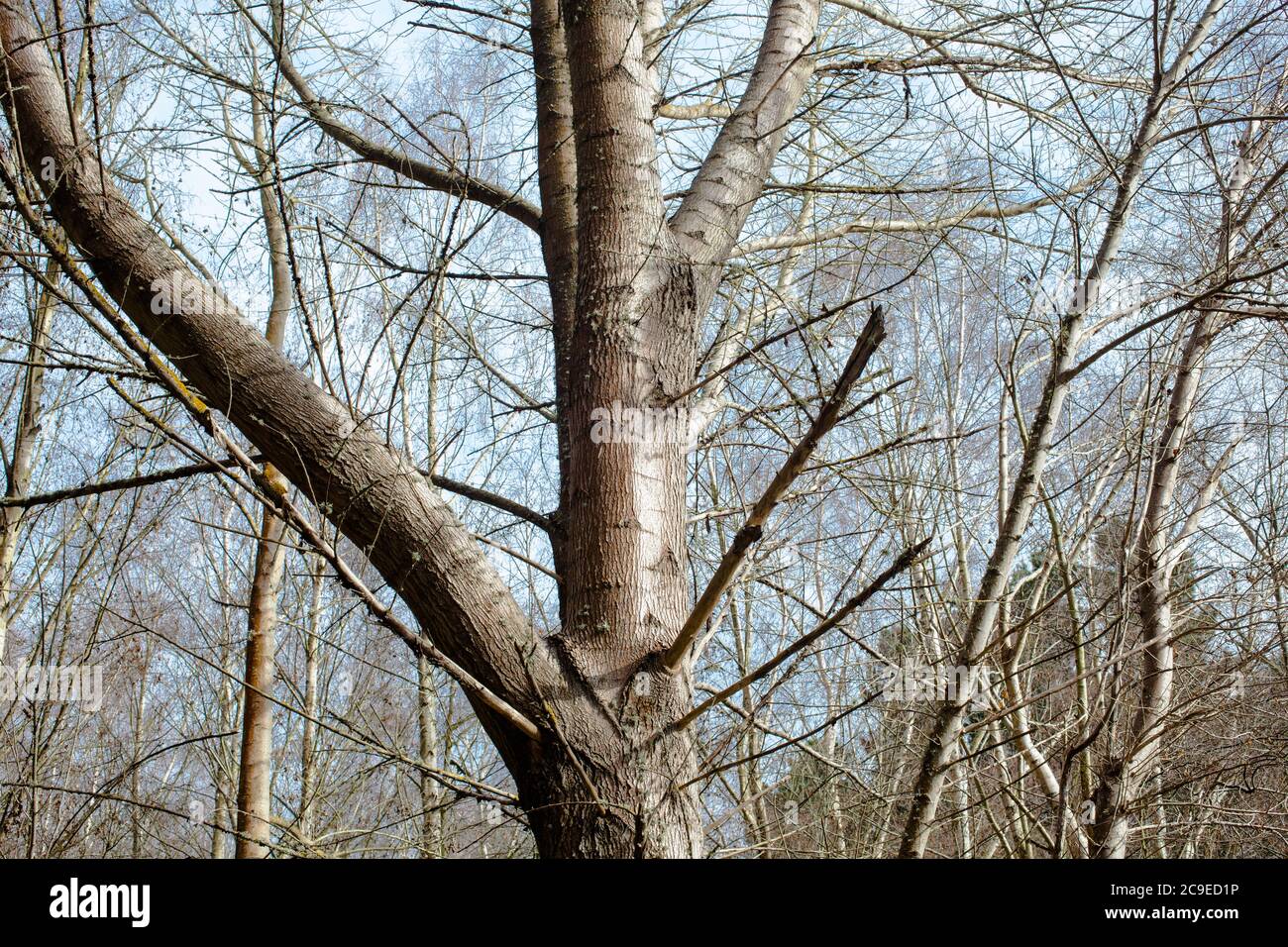 White Poplar (Populus alba) distinctive diamond pattern on the bark ...