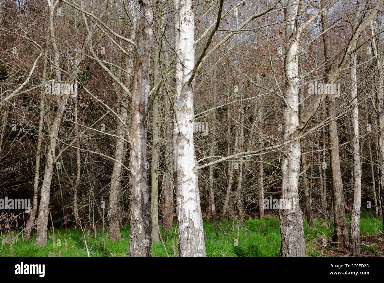Silver Birch (Betula pendula). Woodland sights: trees; bark; roots ...
