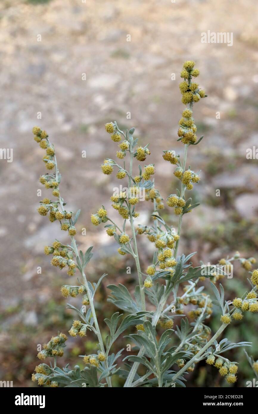Artemisia absinthium, Common Wormwood. Wild plant shot in summer Stock ...