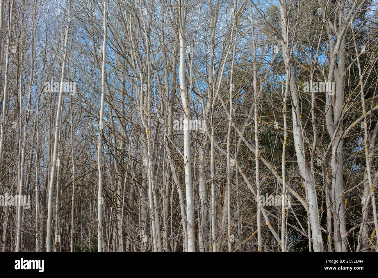 White Poplar (Populus alba) distinctive diamond pattern on the bark ...