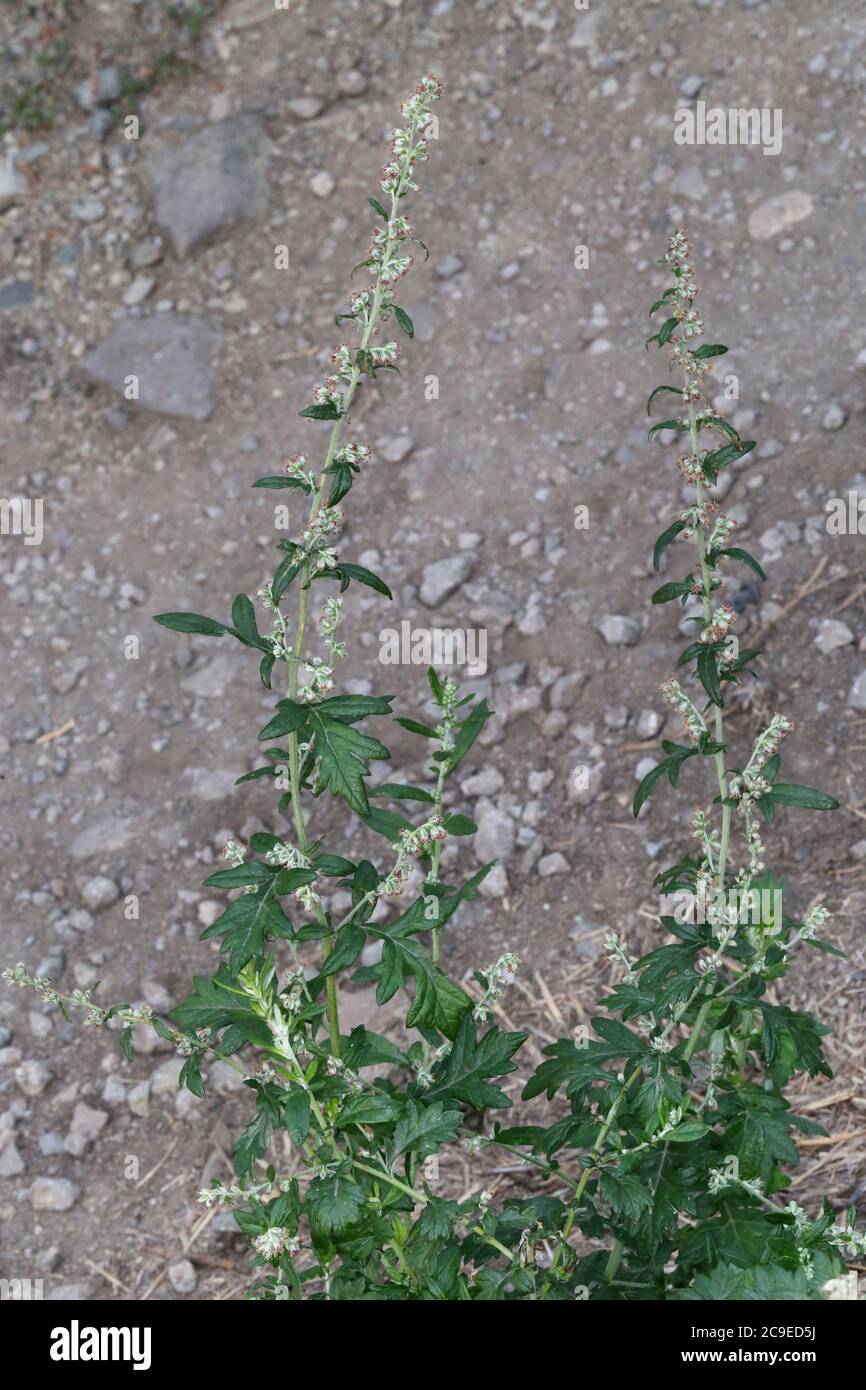 Artemisia vulgaris, Mugwort. Wild plant shot in summer Stock Photo - Alamy