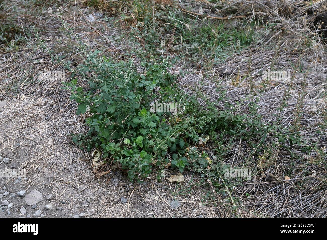 Artemisia vulgaris, Mugwort. Wild plant shot in summer Stock Photo - Alamy