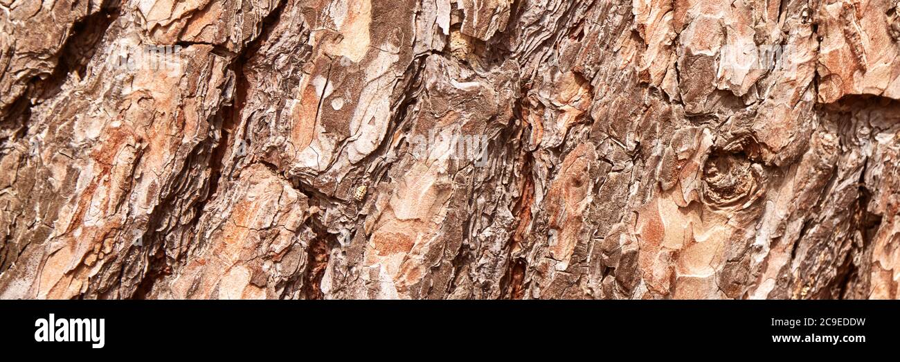 Bark tree texture. Brown wood background. Rough forest pattern Stock ...