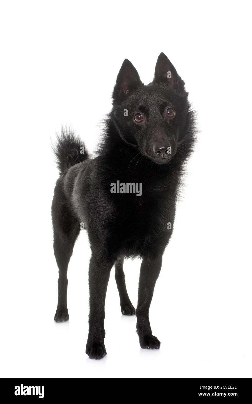 White Schipperke Mix