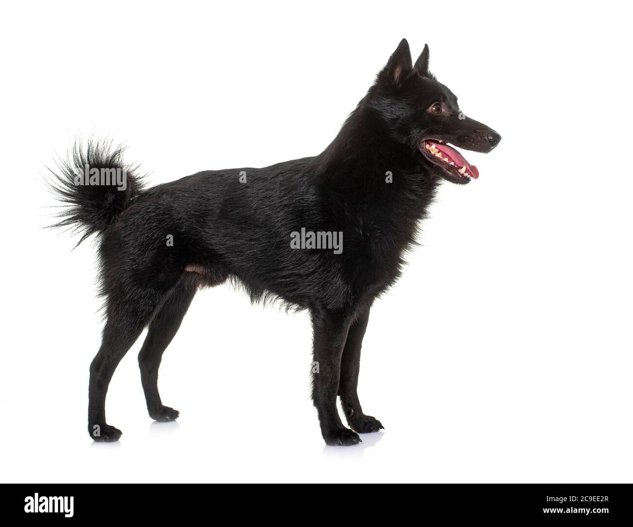 young Schipperke dog in front of white background Stock Photo - Alamy