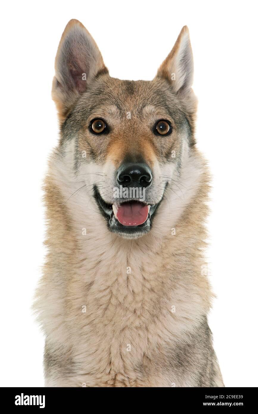 czechoslovakian wolf dog in front of white background Stock Photo - Alamy