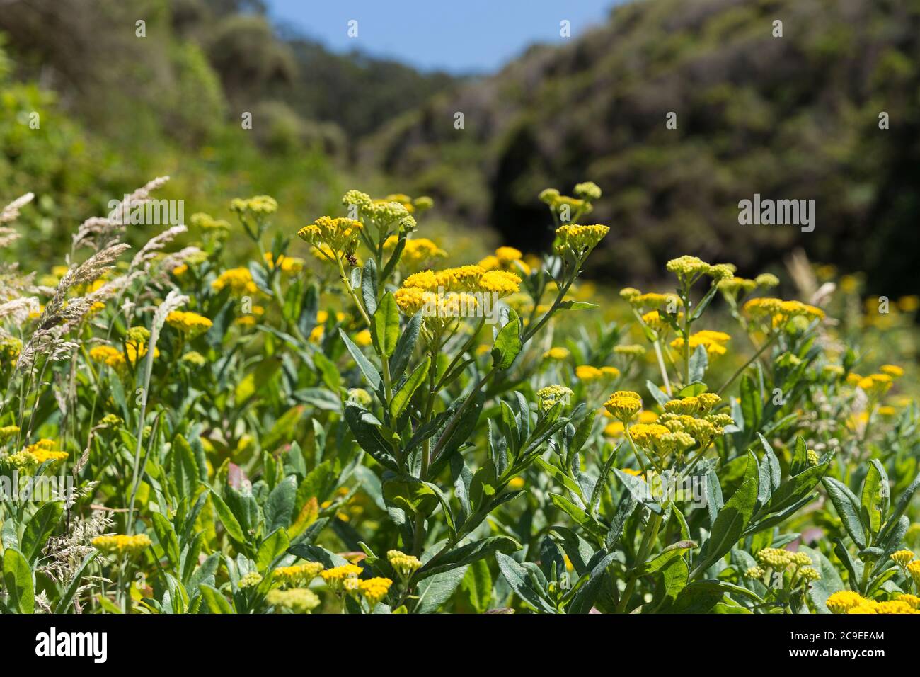 Yellow field flowers and grasses in the wind on side of walking track ...
