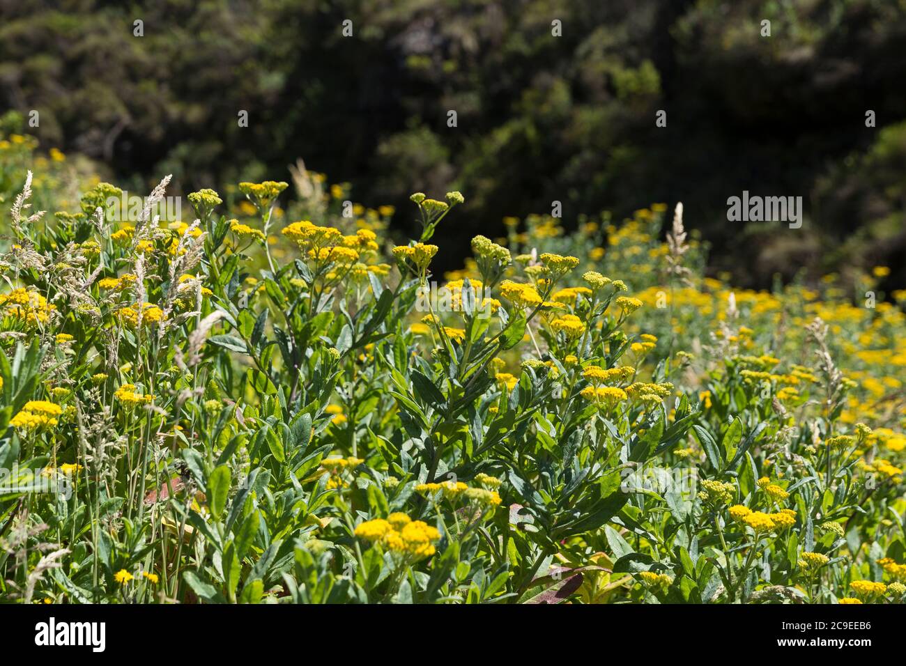 Yellow field flowers and grasses in the wind on side of walking track ...